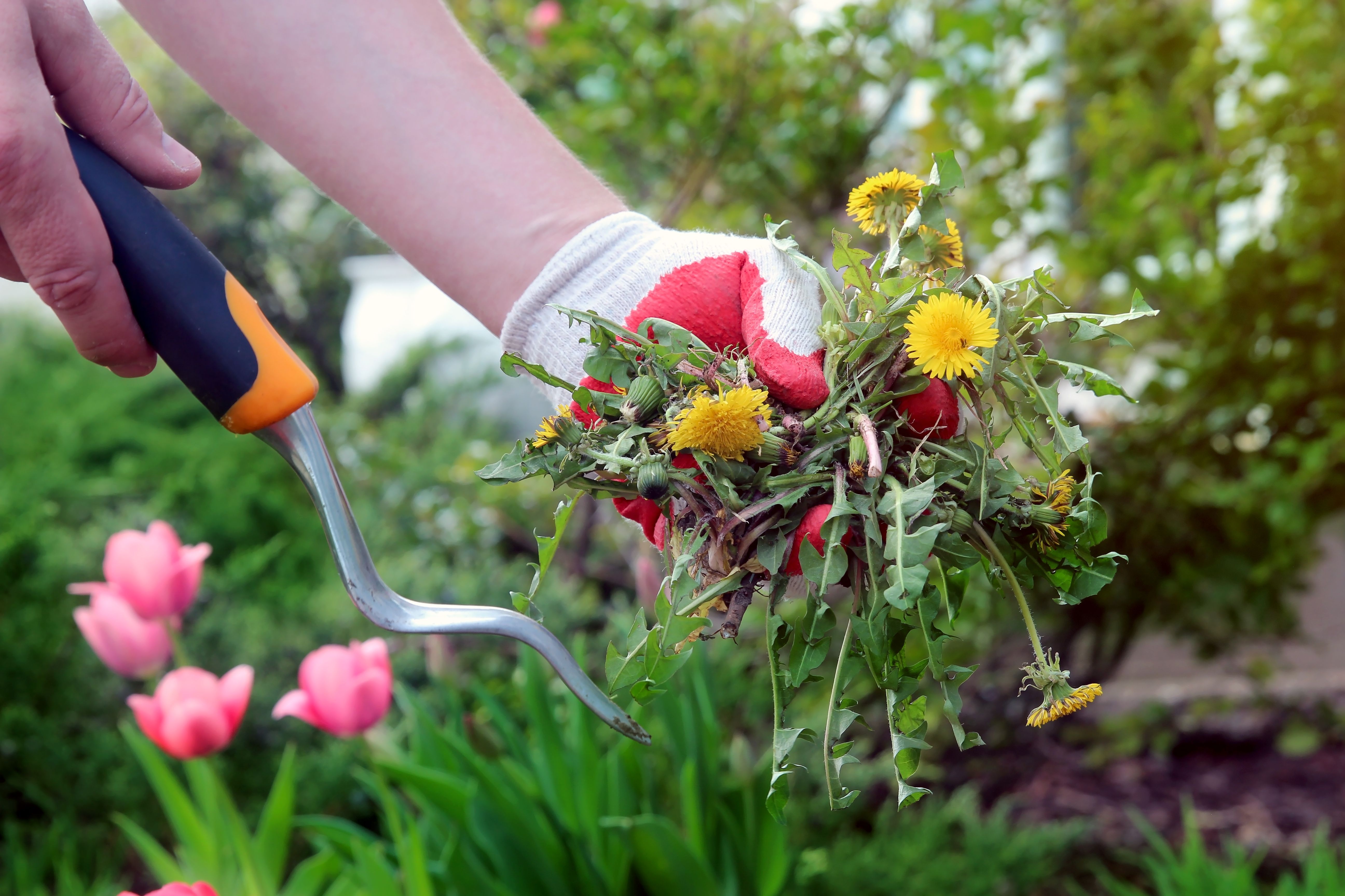 Natural Weed Control: Dealing with Dandelions & Other Deep-Rooted Weeds