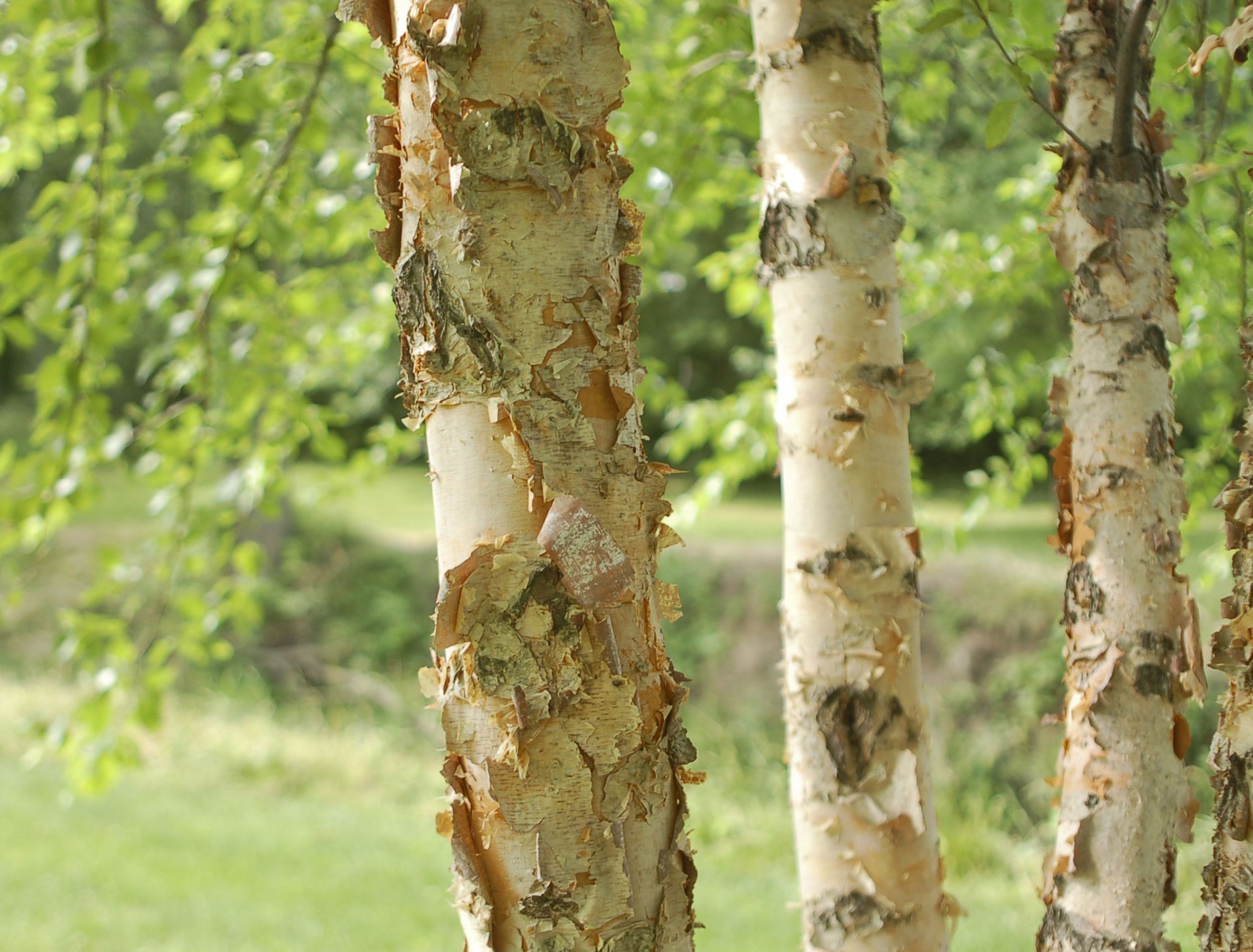 River Birch Tree: Grow and Care Guide