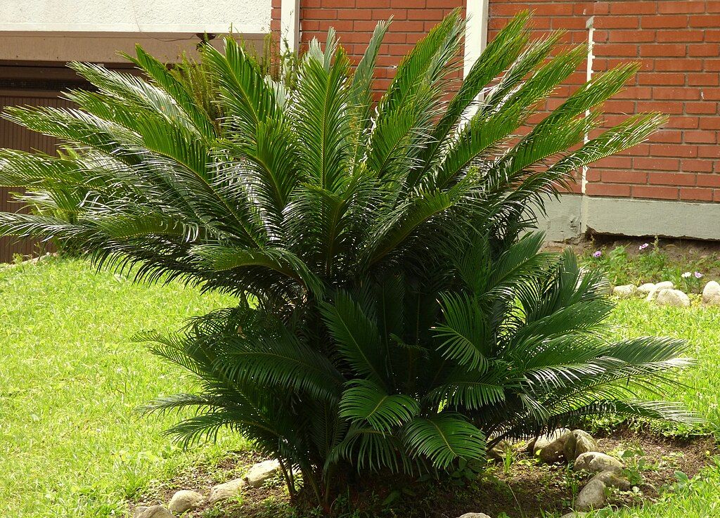 Sago Palm: Grow and Care For Your Feathery Houseplant