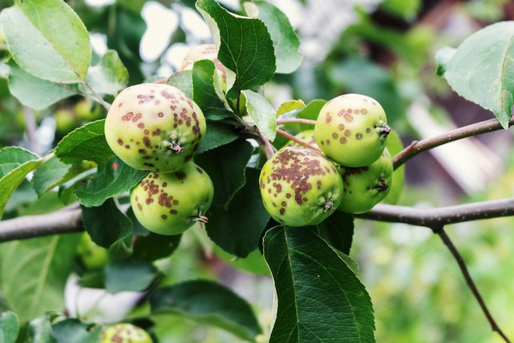 4 Apple Tree Pests That Will Wreak Havoc