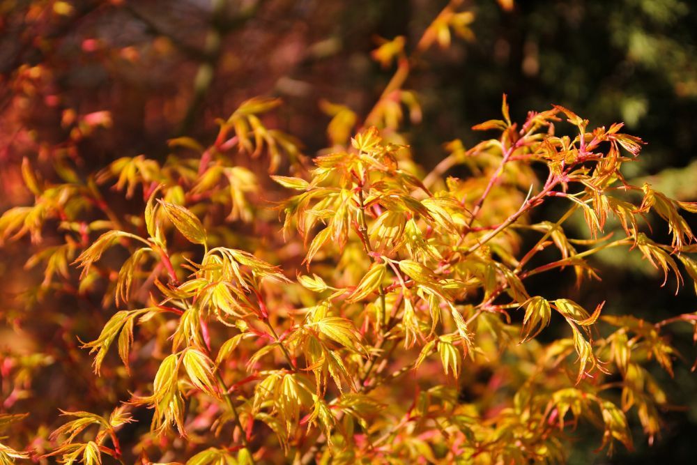 8 Japanese Maple Trees For a Colorful Landscape