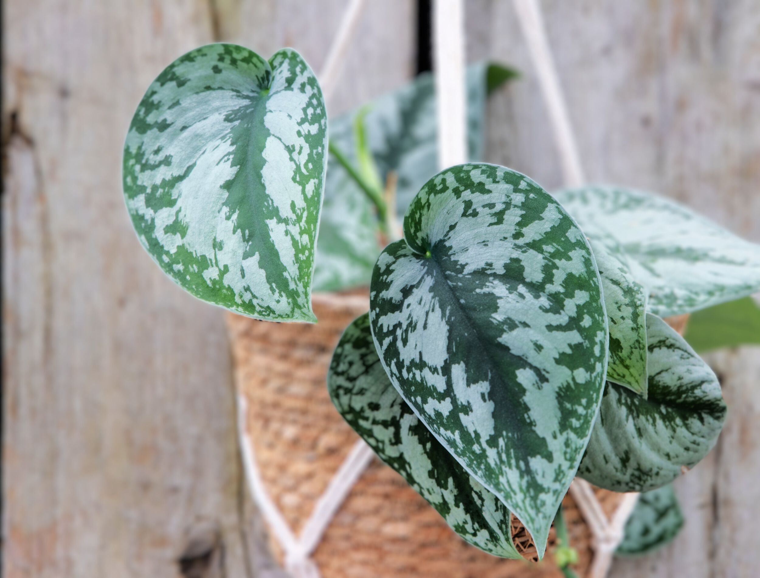 5 Reasons Your Satin Pothos Leaves Are Curling