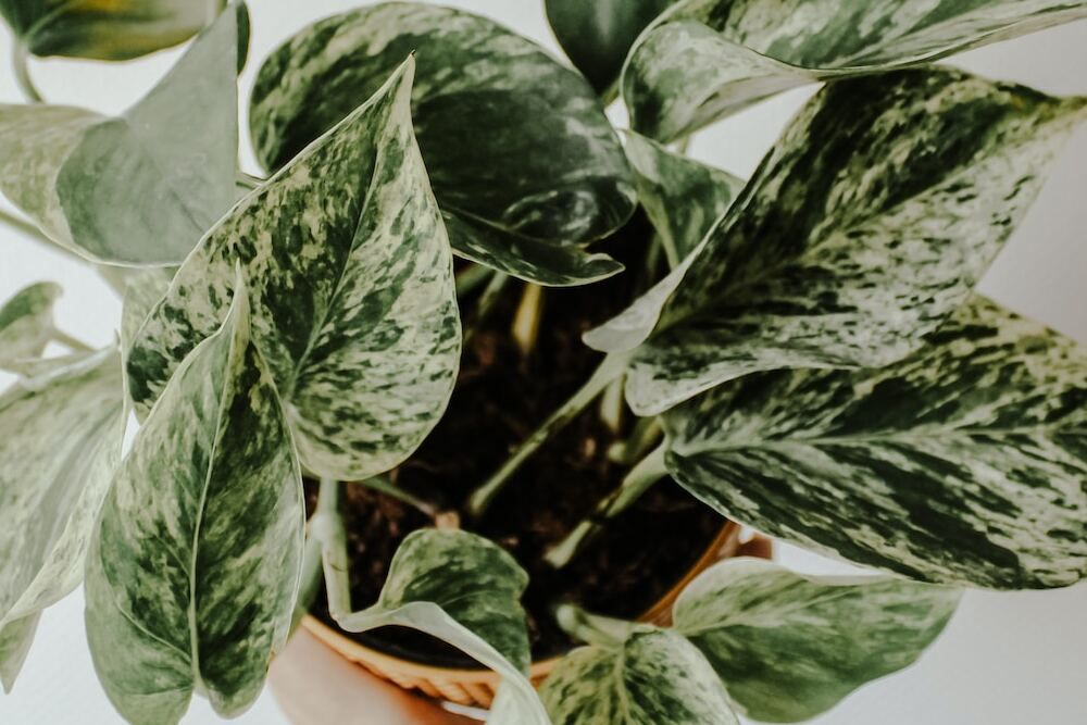 Satin Pothos Care Guide: 6 Top Tips For Caring For Your Pothos Plant