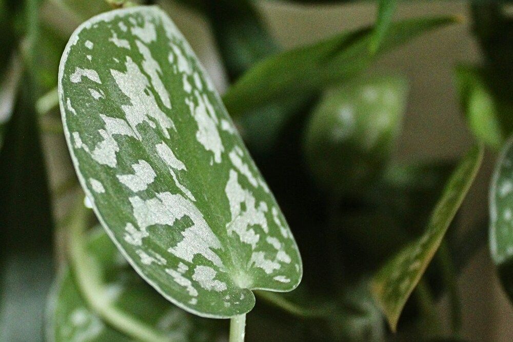 Satin Pothos Care Guide: 6 Top Tips For Caring For Your Pothos Plant