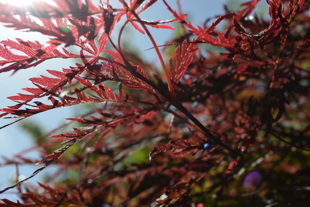 8 Japanese Maple Trees For a Colorful Landscape