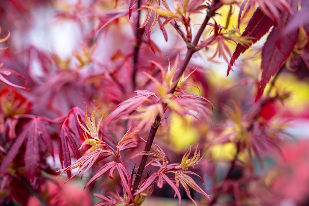 8 Japanese Maple Trees For a Colorful Landscape