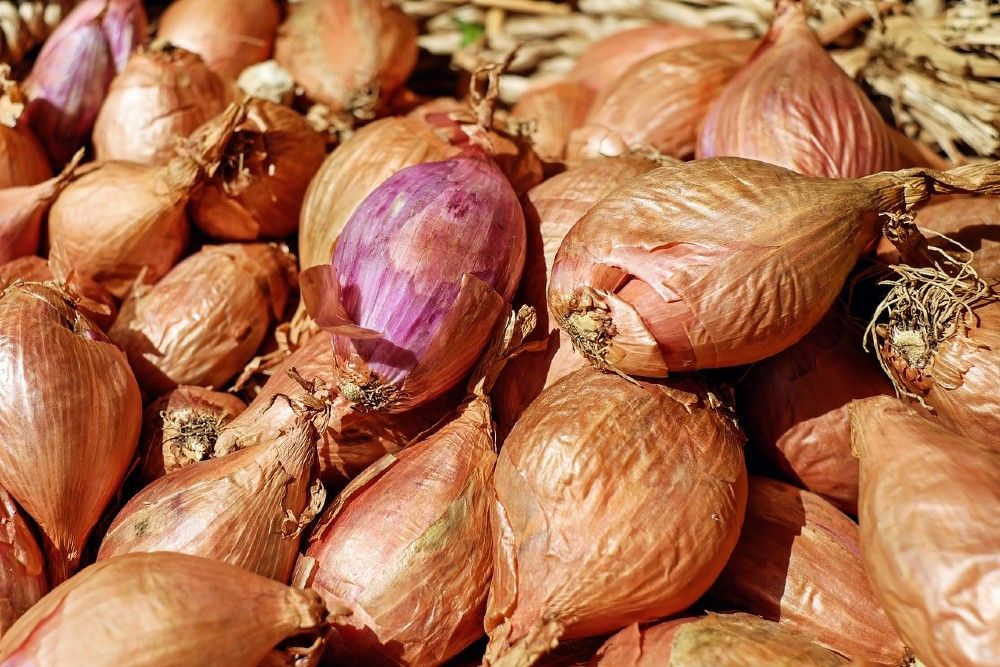 Onion vs Shallot: What's the Difference?