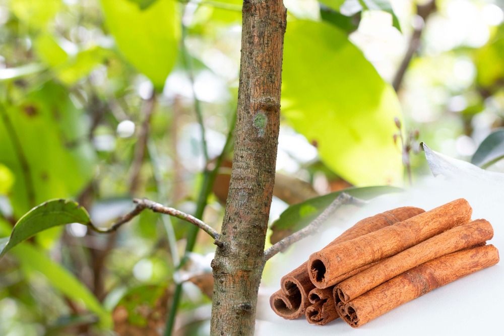 How To Grow Your Own Cinnamon Tree