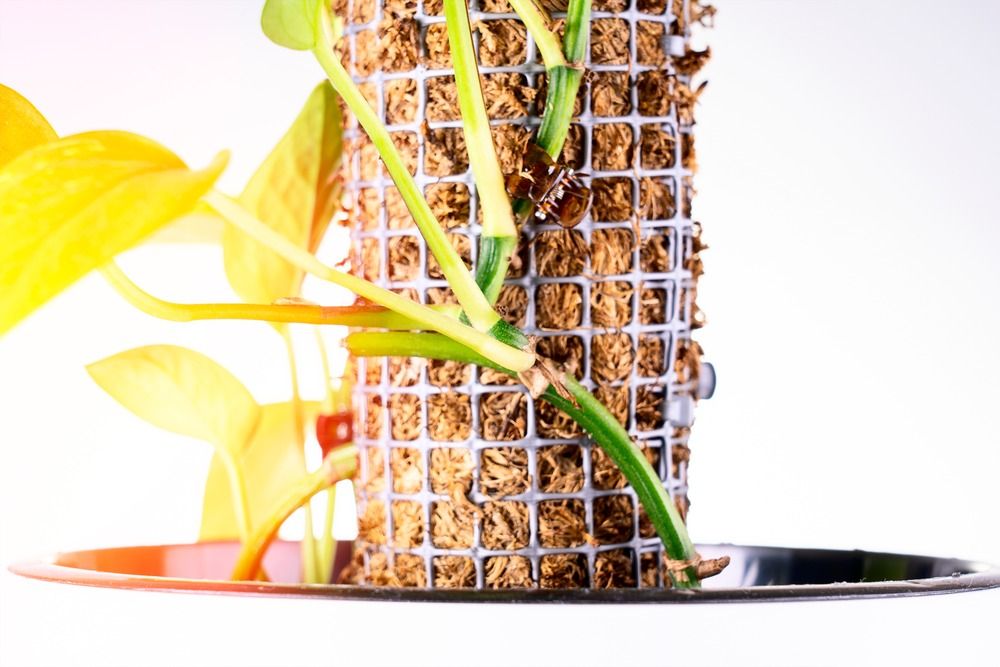 Create a DIY Moss Pole for Your Houseplants in 6 Easy Steps