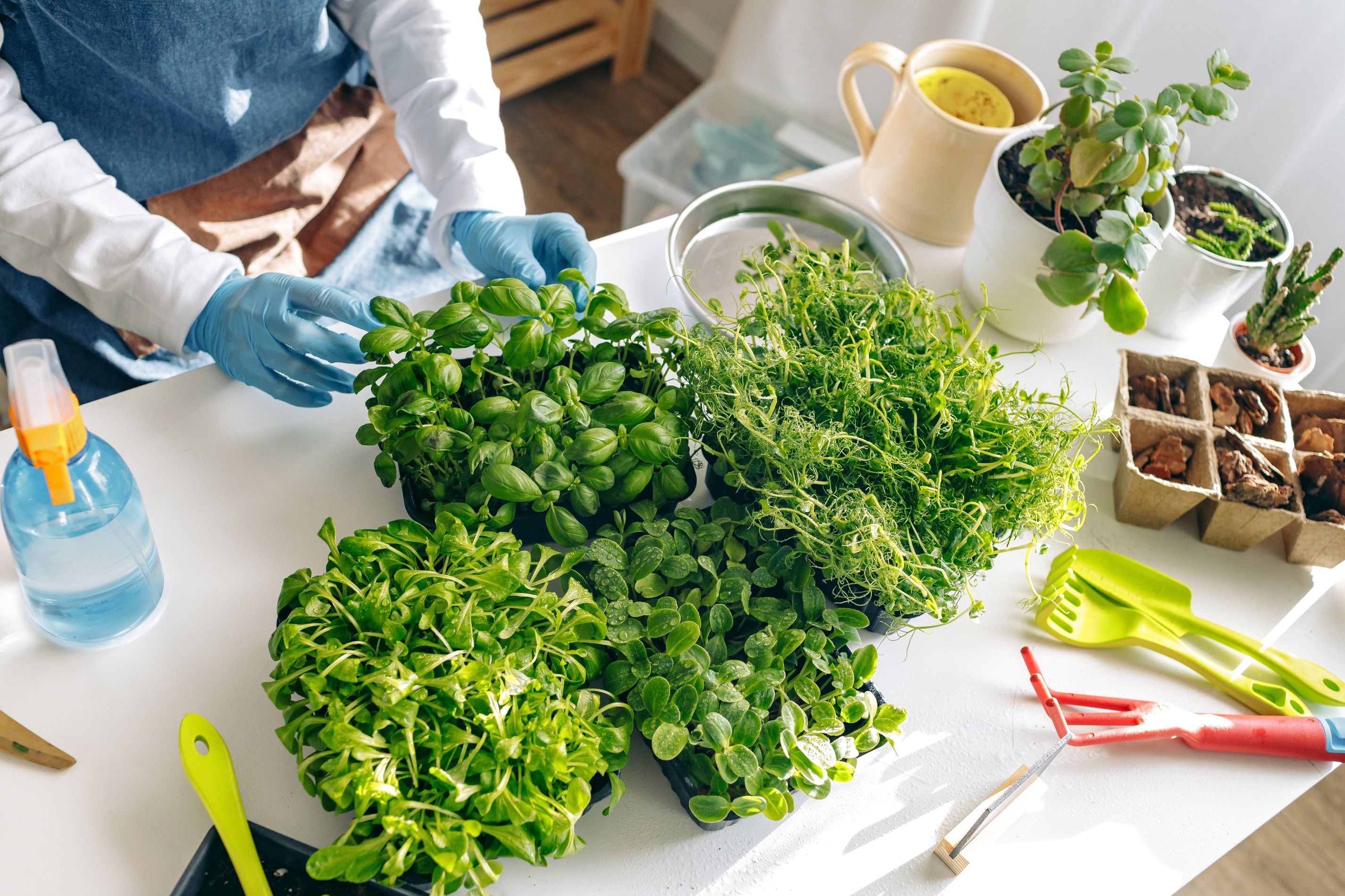 Grow Microgreens Indoors With These 7 Top Tips