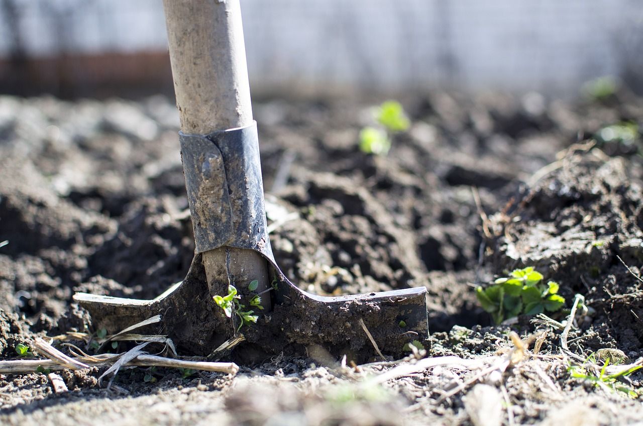 How to Grow Potatoes in a Pile of Leaves