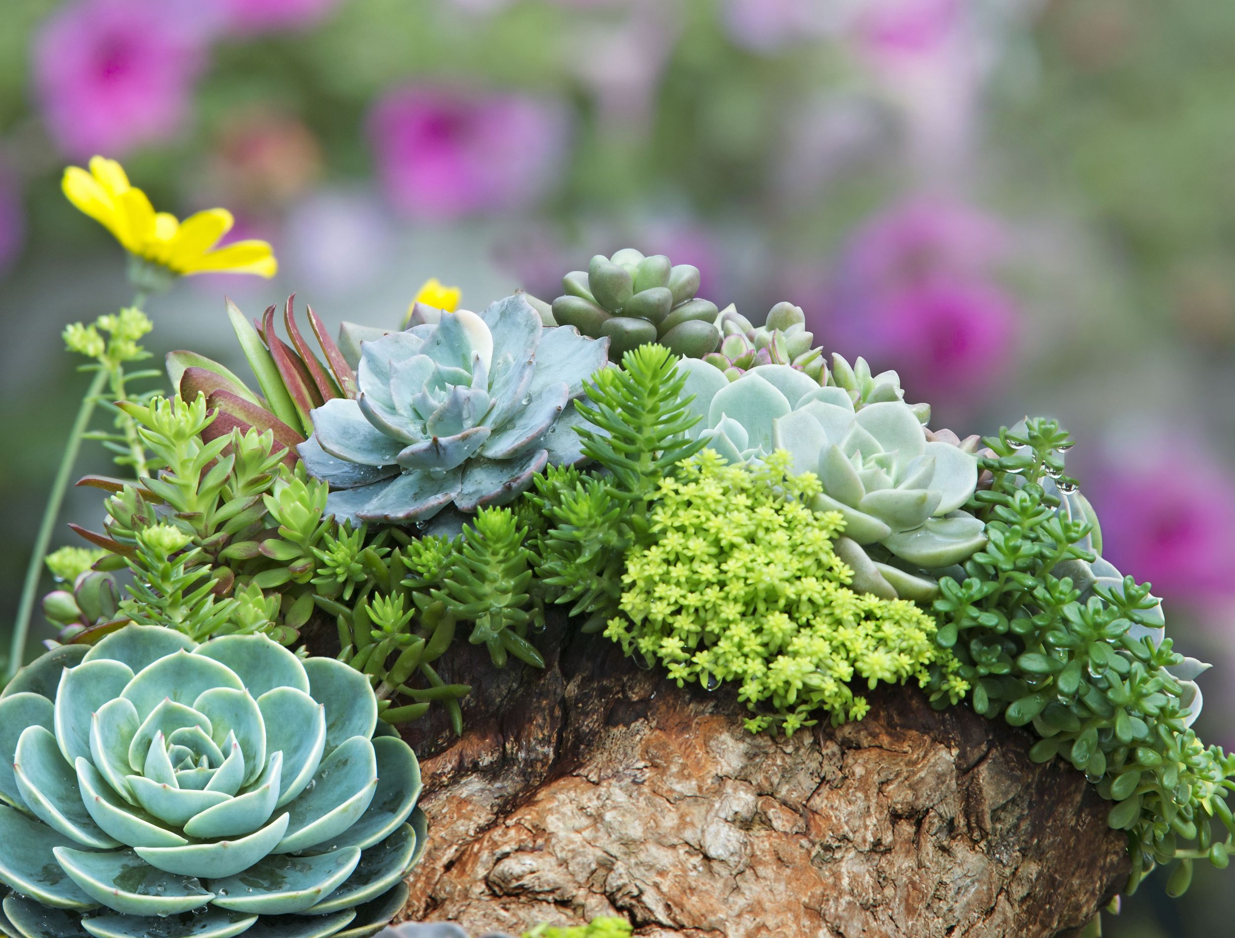 6 Best Plants That Can Grow on Rocks