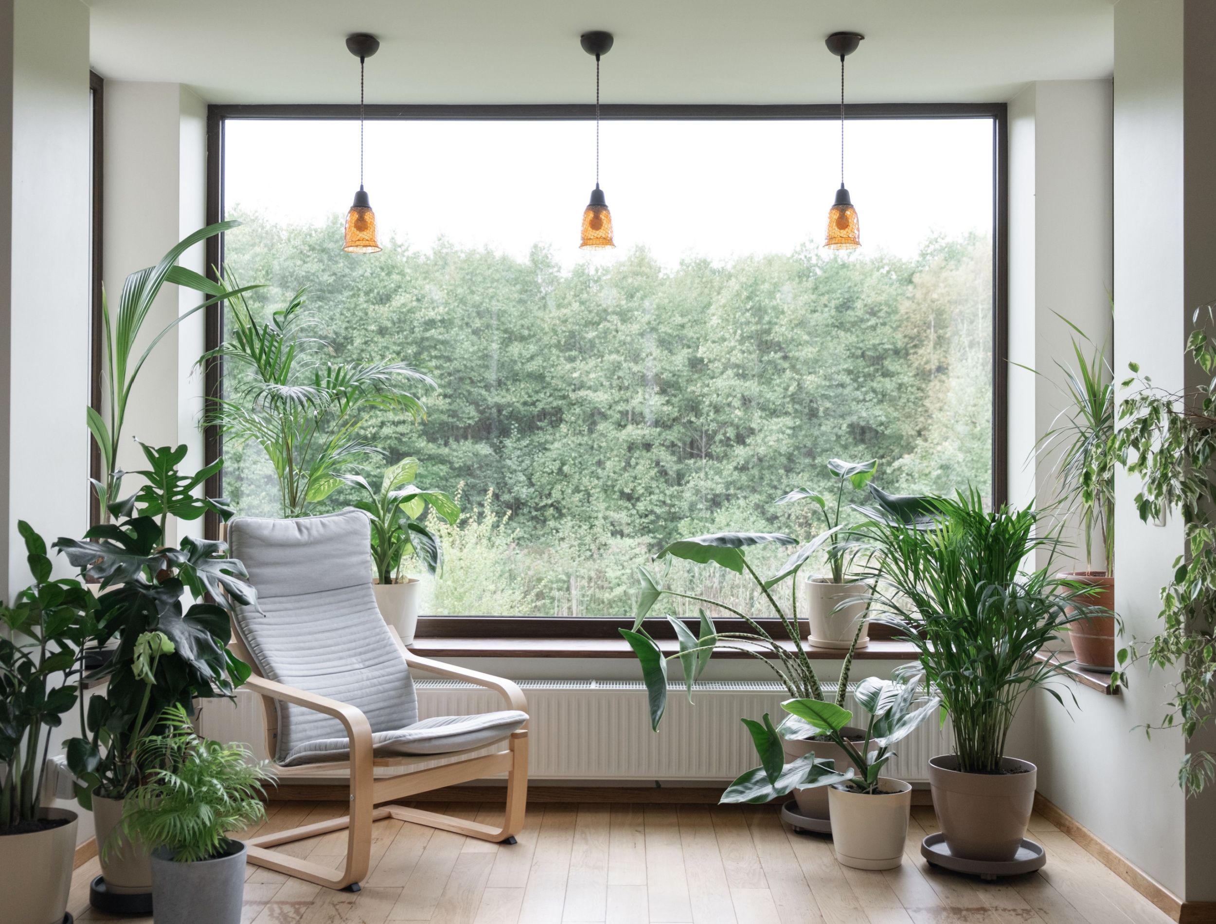 Guide to Using Natural Light For Your Houseplants