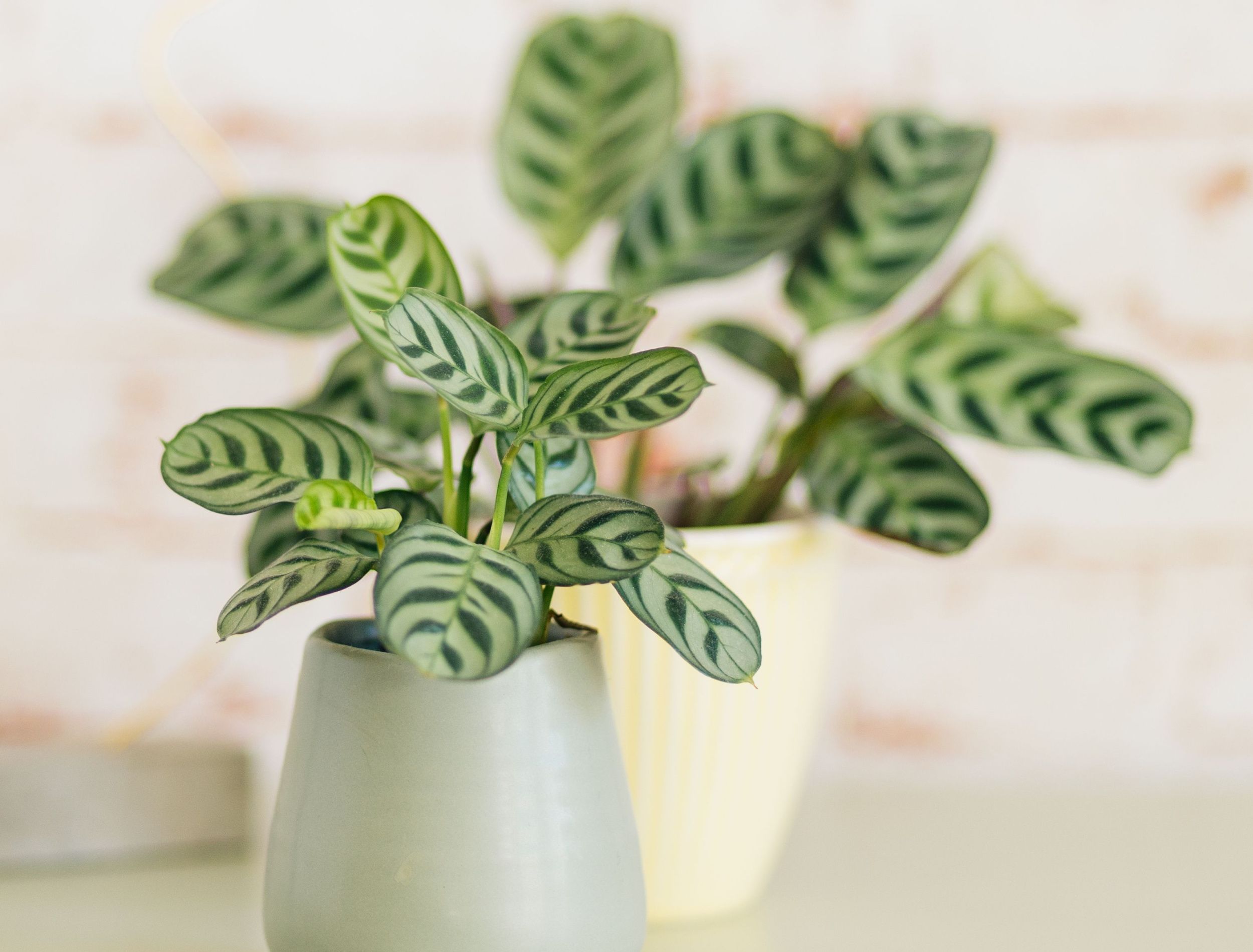 How To Propagate a Prayer Plant