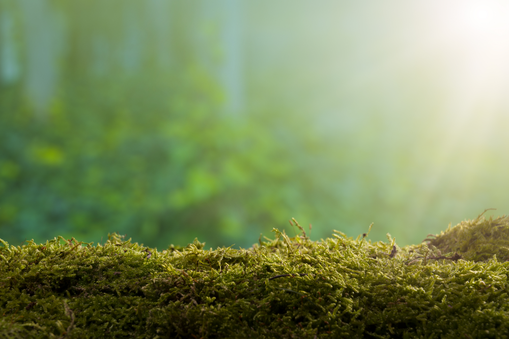 Guide to Growing a Moss Lawn