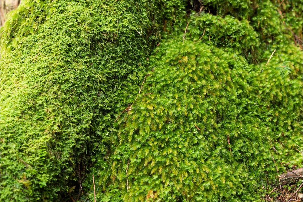 5 Simple Ways To Remove Moss From Your Pavers