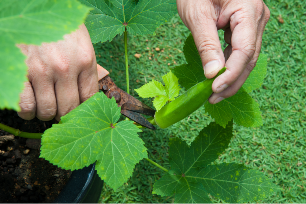 Grow Okra in Your Vegetable Garden Following These 6 Easy Steps