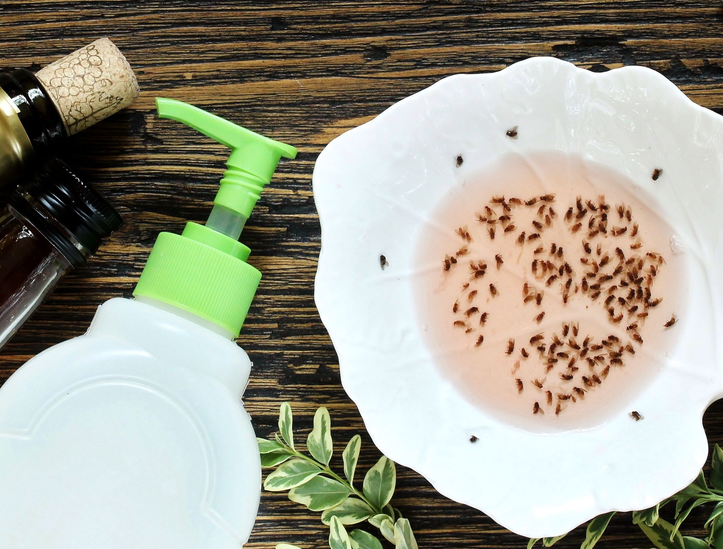 Ways To Get Rid of Fruit Flies and Prevent Them From Coming Back