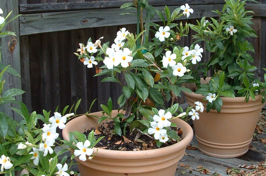 8 Tips For Caring For Mandevilla in Winter
