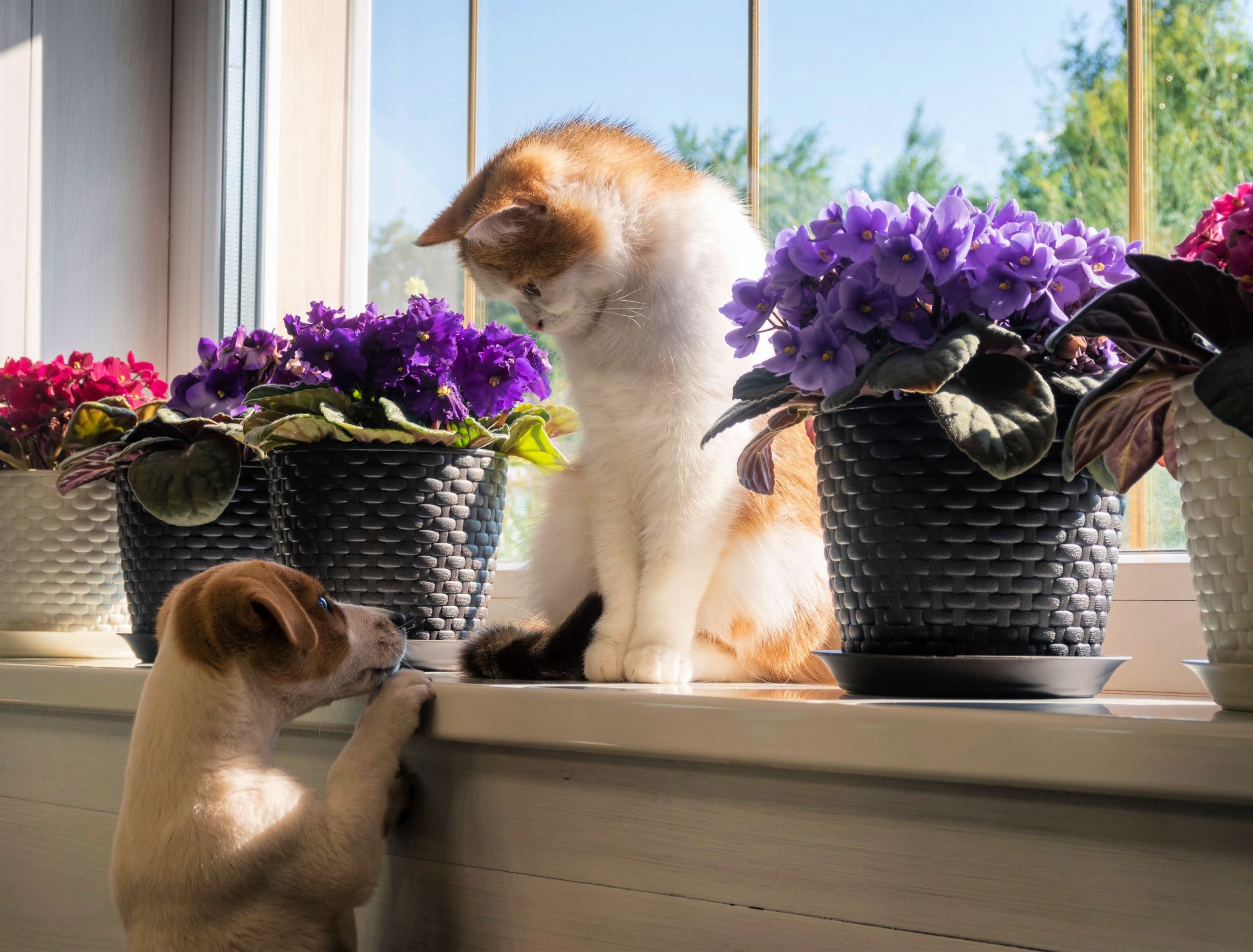 6 Types of African Violets That Will Brighten Your Home