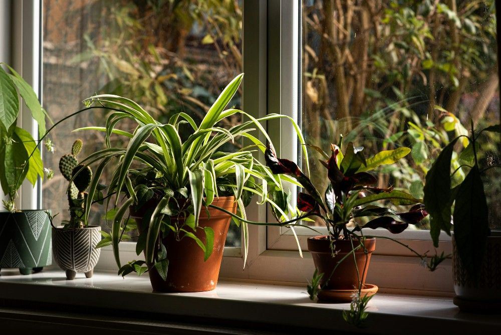 Guide to Using Natural Light For Your Houseplants