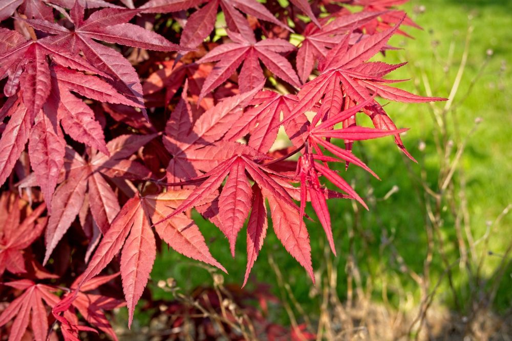 8 Japanese Maple Trees For a Colorful Landscape