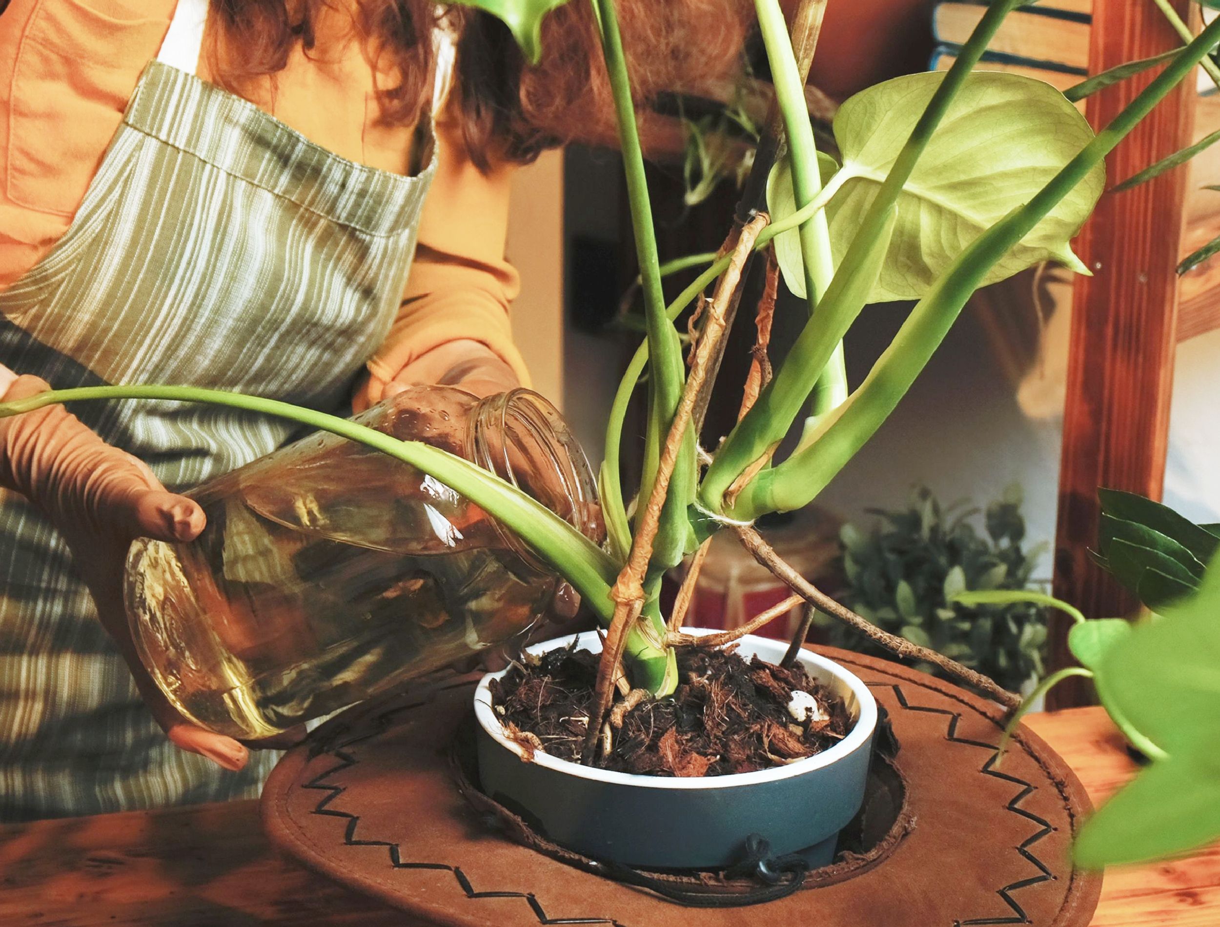 How Often to Water Your Monstera