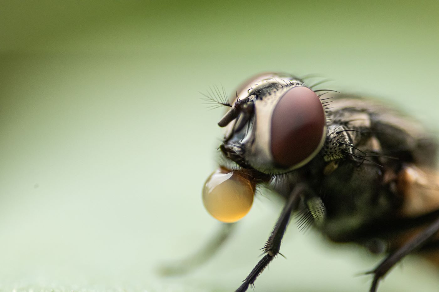 Get Rid of Houseflies for Good With Natural Repellents and Traps
