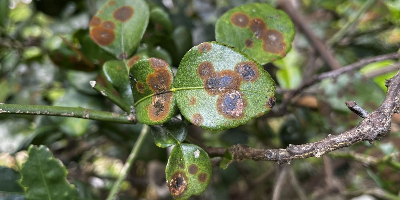 4 Common Lemon Tree Diseases to Watch for