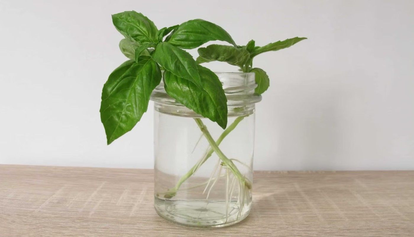 How to Propagate Basil From Cuttings: 5 Easy to Follow Steps