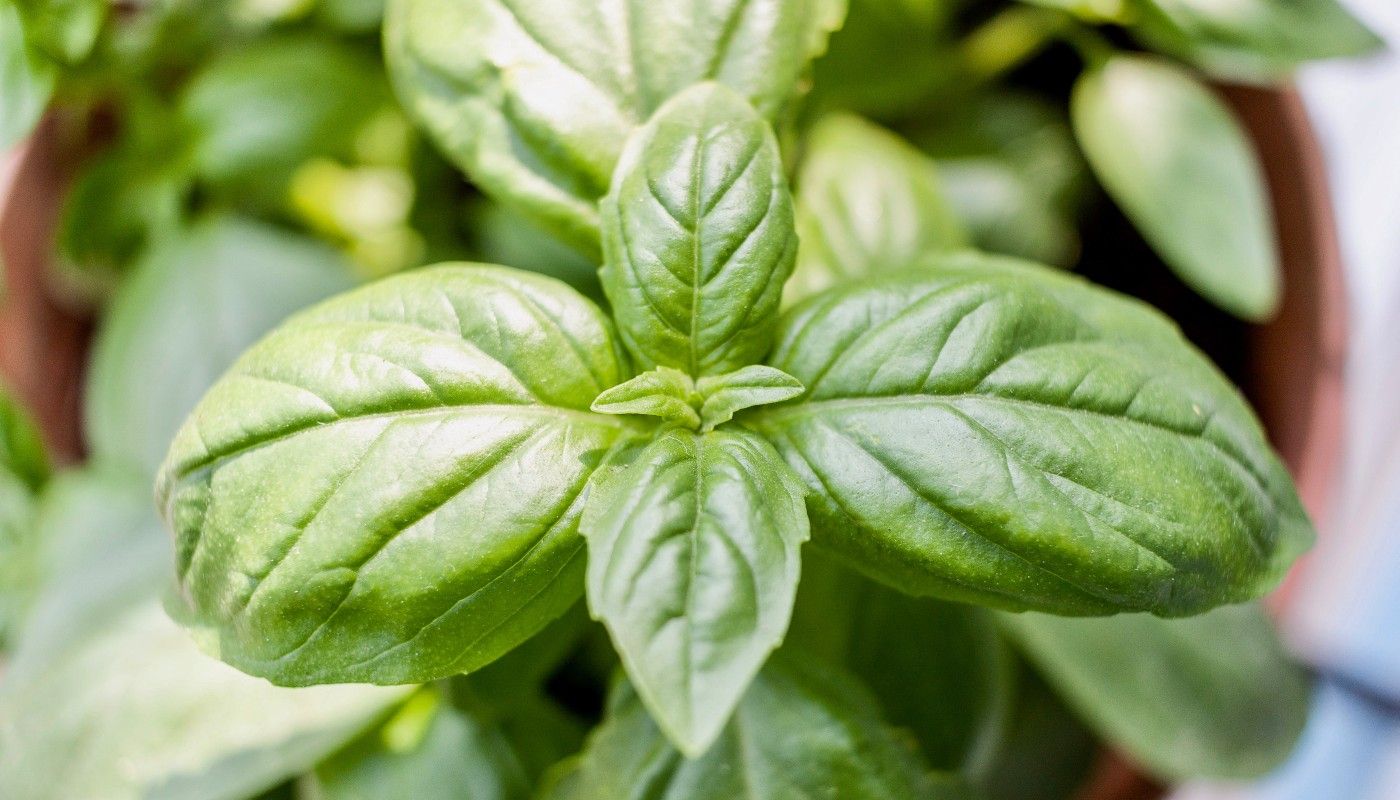 How to Propagate Basil From Cuttings: 5 Easy to Follow Steps