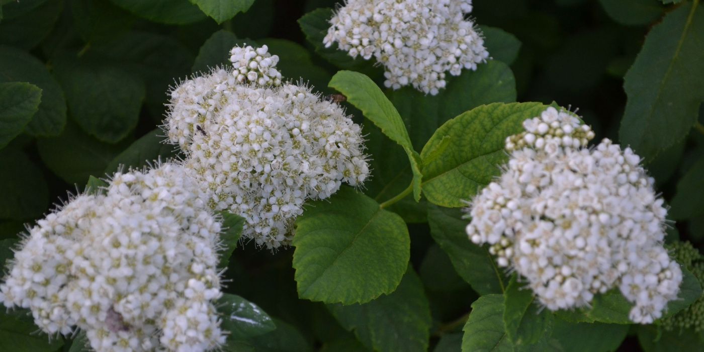 5 Best Spirea Bushes for Your Garden Landscape