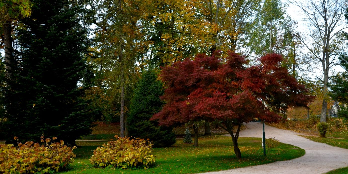 Caring for the Bloodgood Japanese Maple: A Guide