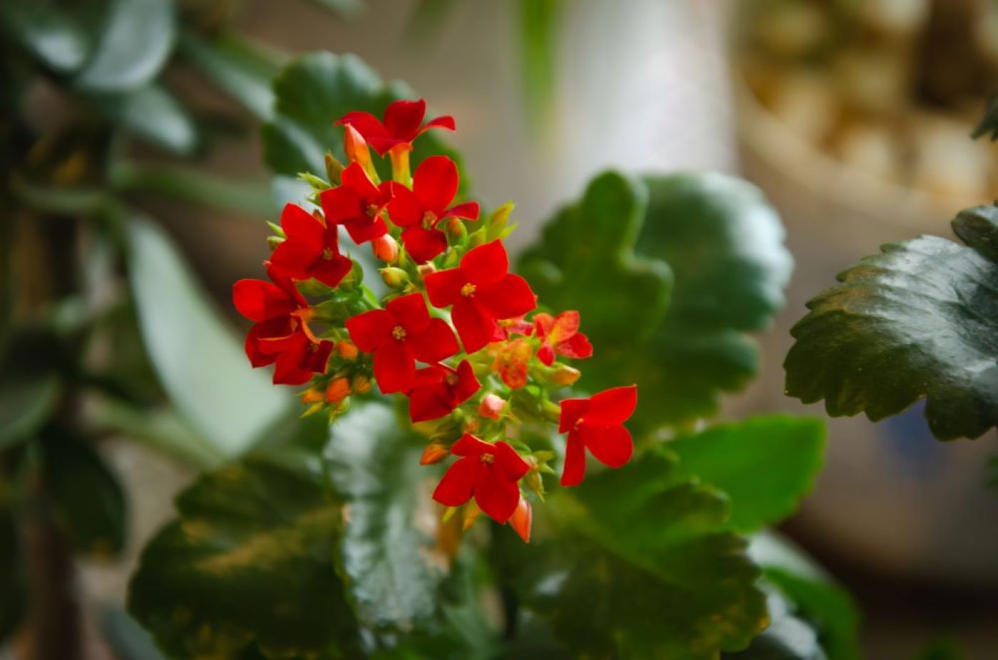 10 Stunning Kalanchoe Types to Grow at Home