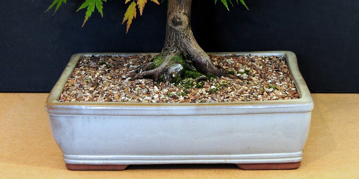 Growing Guide for Japanese Maple Bonsai Trees
