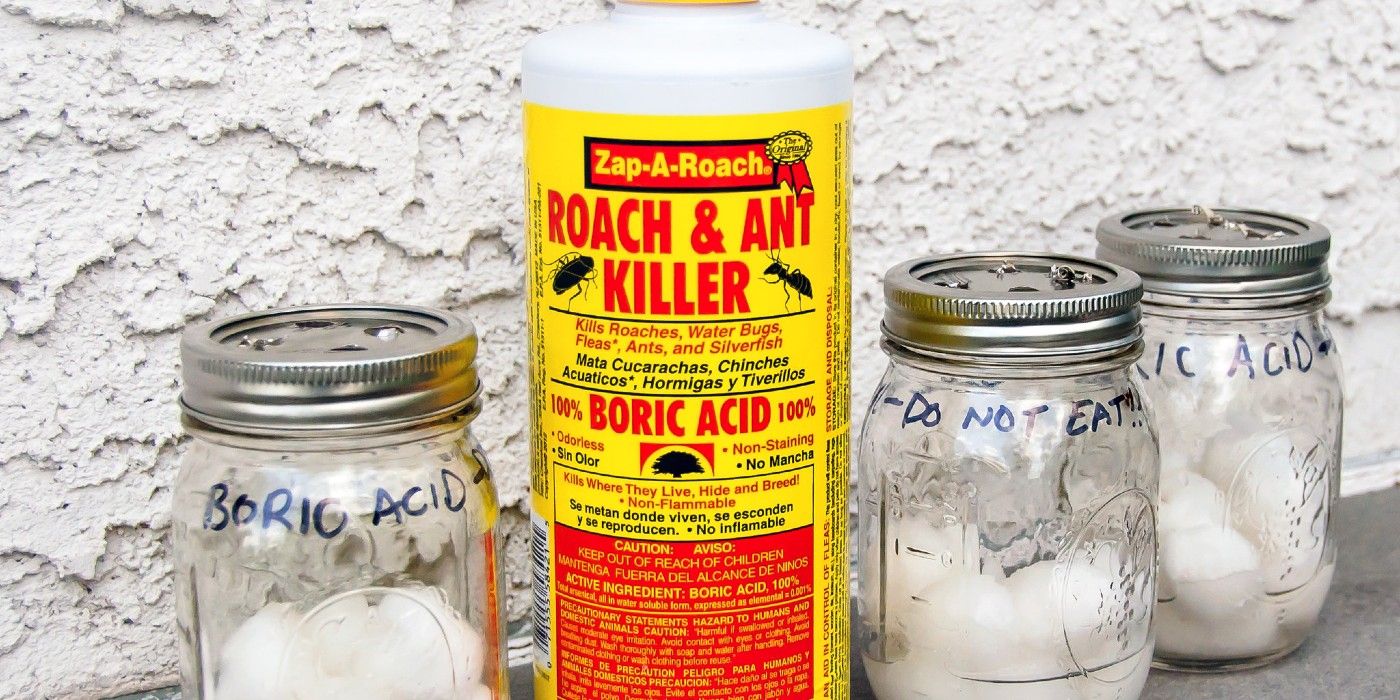 Find Out How To Get Rid Of Cockroaches For Good
