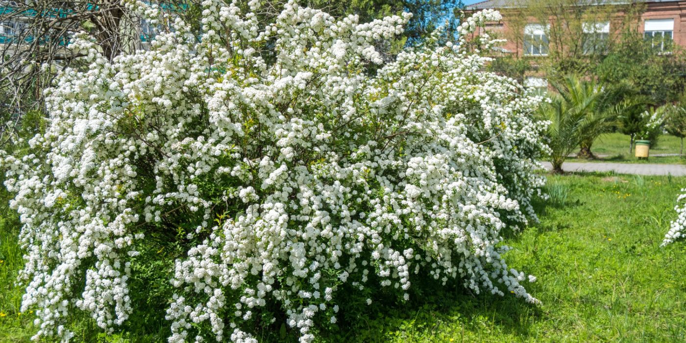 5 Best Spirea Bushes for Your Garden Landscape