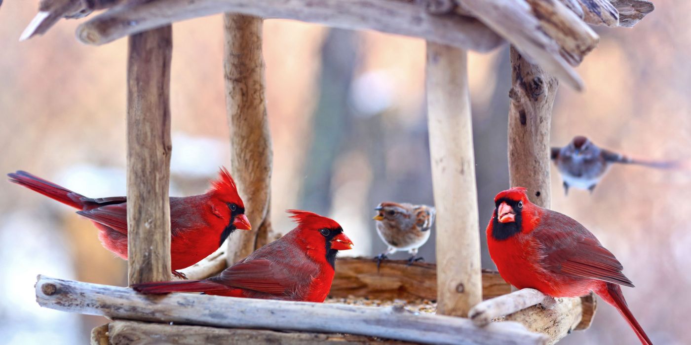 Keep Cardinals Coming Back To Your Backyard This Winter With These 6 Tips