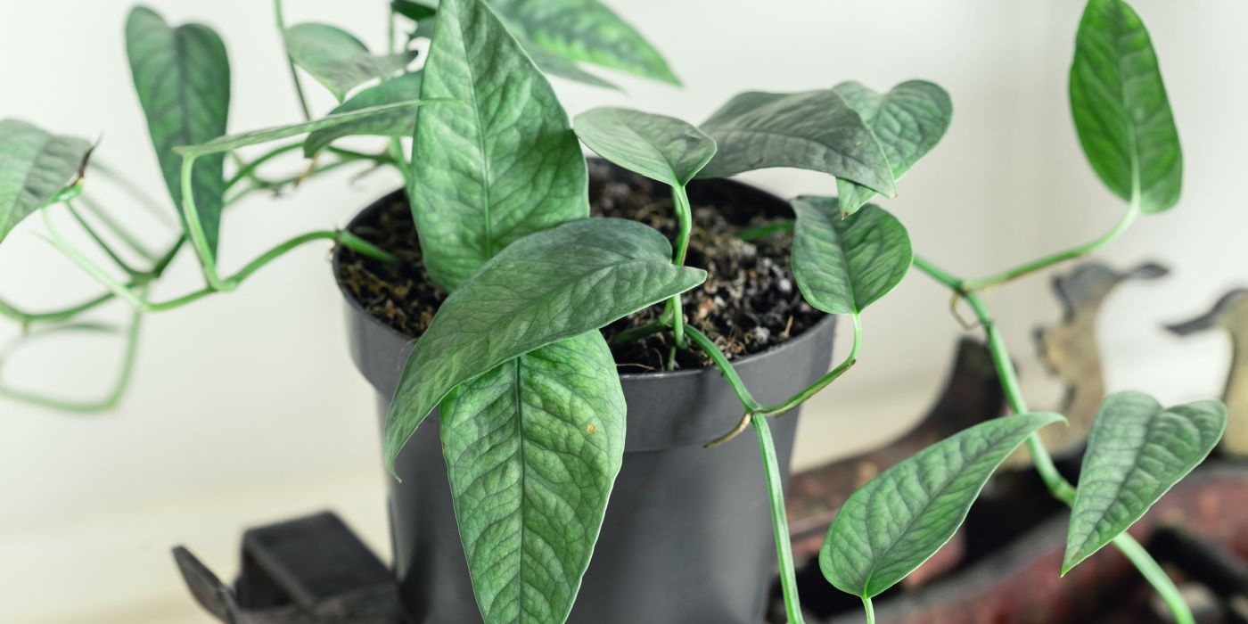 6 Popular Types of Pothos: Care Guide