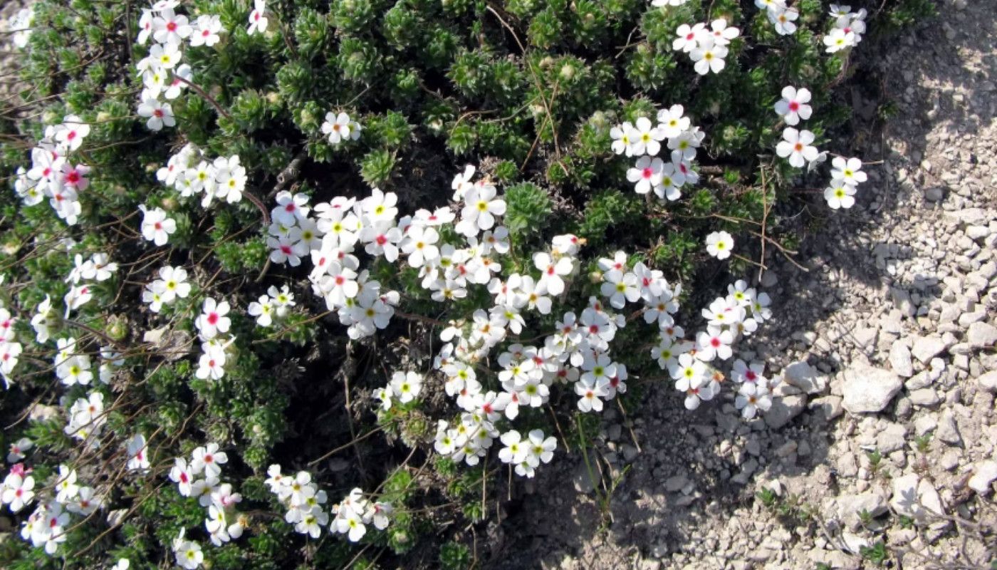 The Most Common Types of Garden Soil