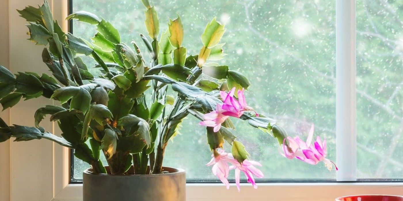 Caring for Christmas Cacti: December Tips for Holiday Blooms