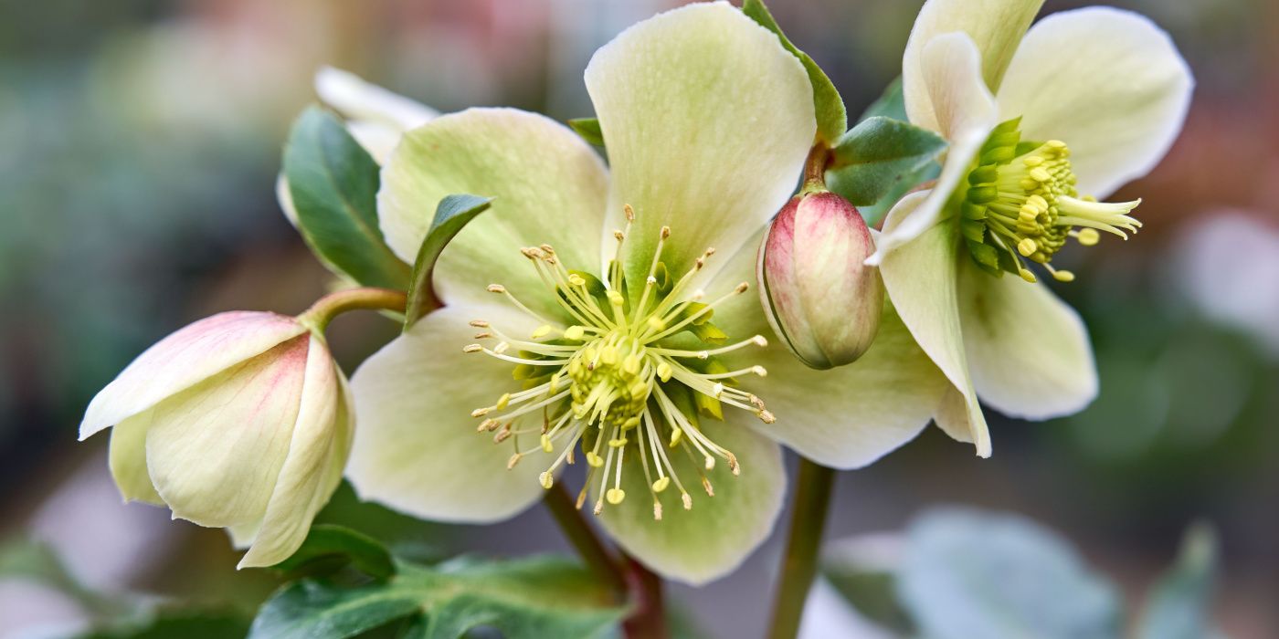 Traditional Christmas Flowers and Plants: Discover the 6 Best