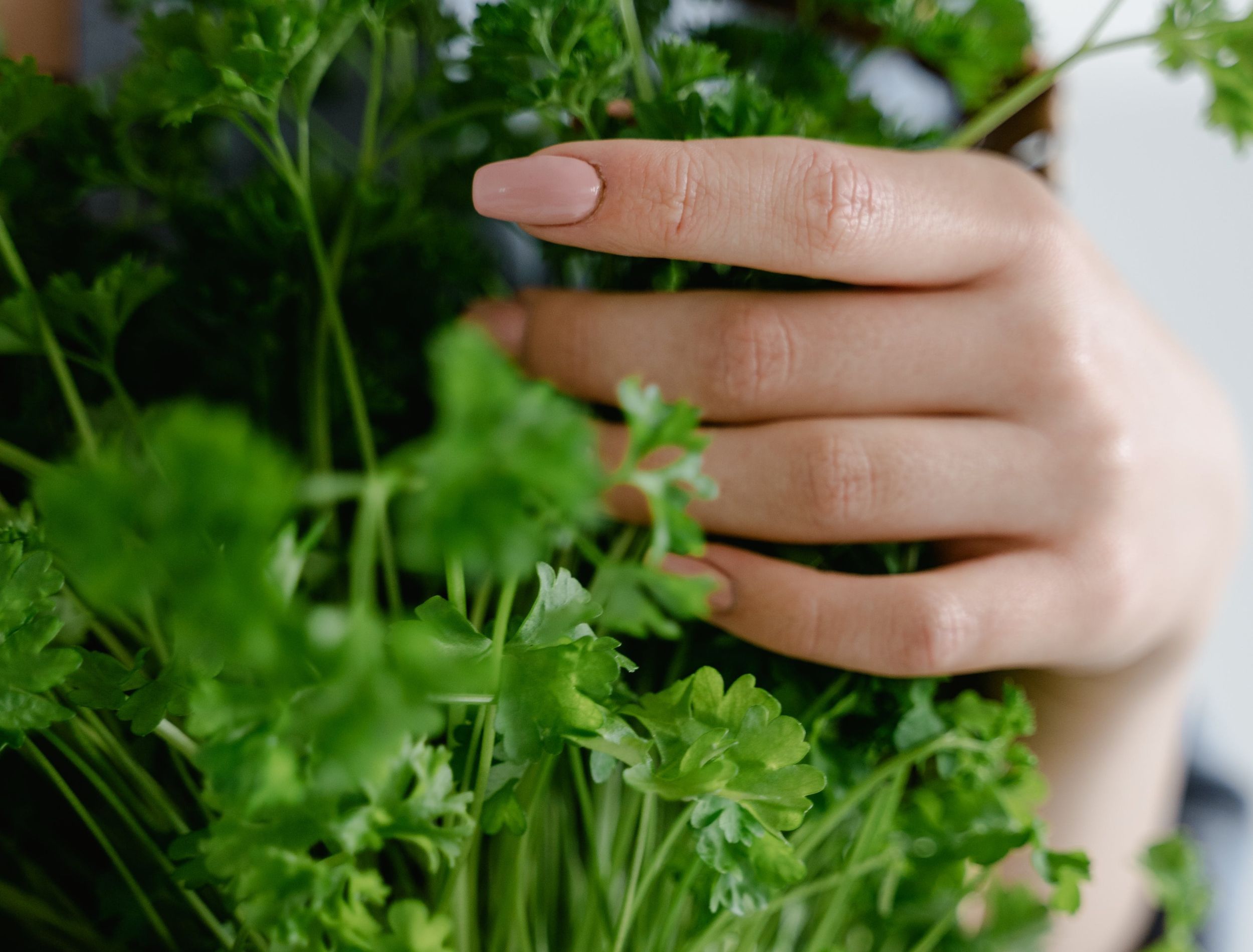 8 Herbs That Grow Rapidly