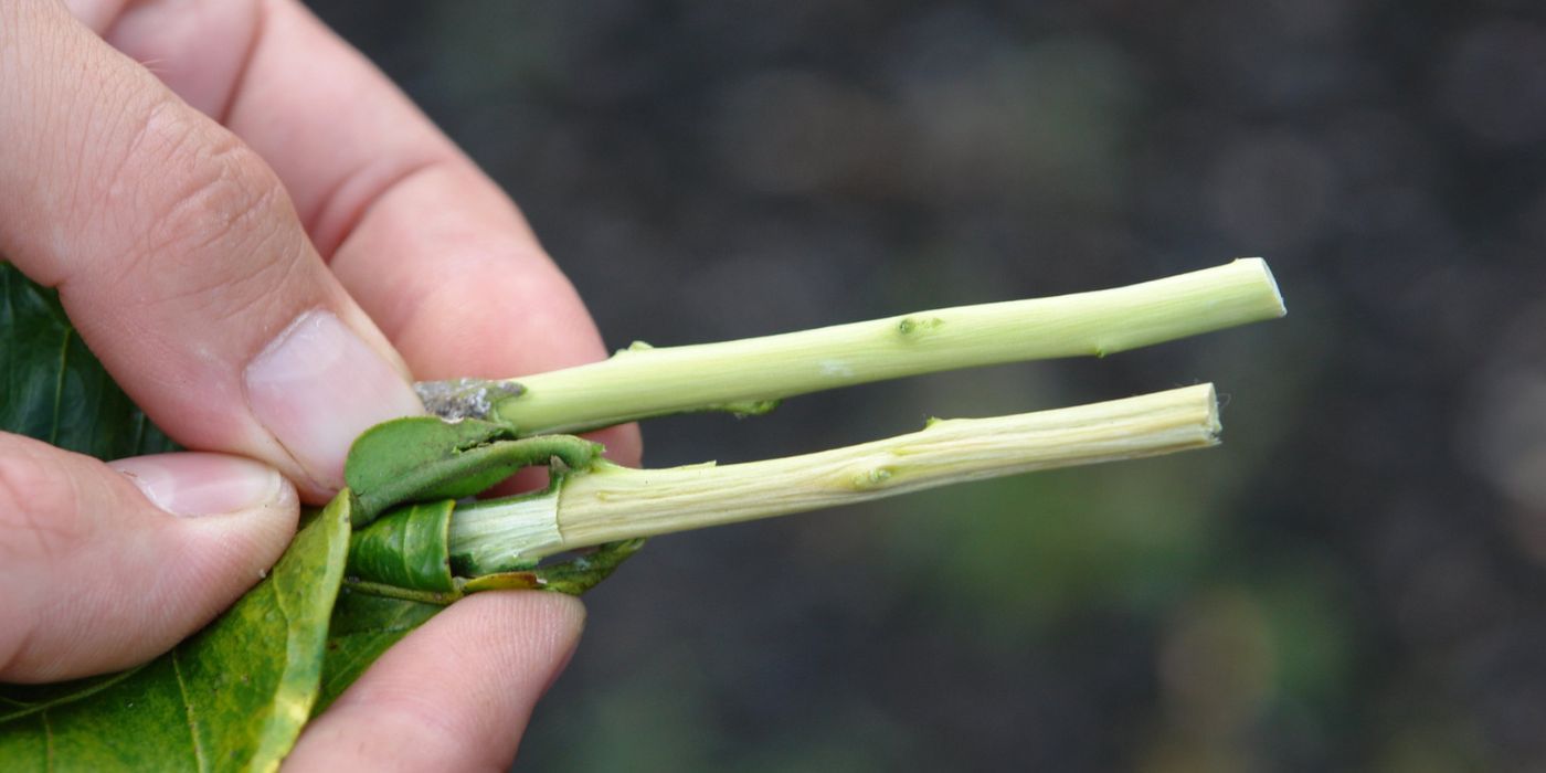 4 Common Lemon Tree Diseases to Watch for