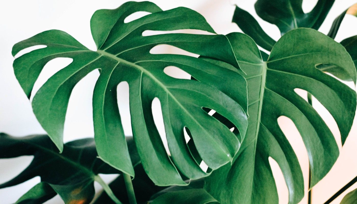 How to Fertilize Your Monstera Deliciosa to Keep It Thriving Indoors