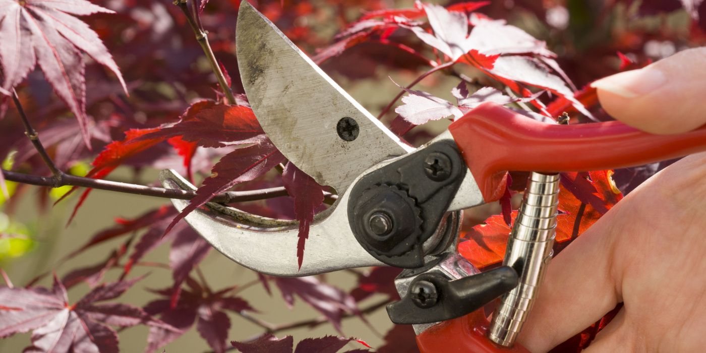 Caring for the Bloodgood Japanese Maple: A Guide