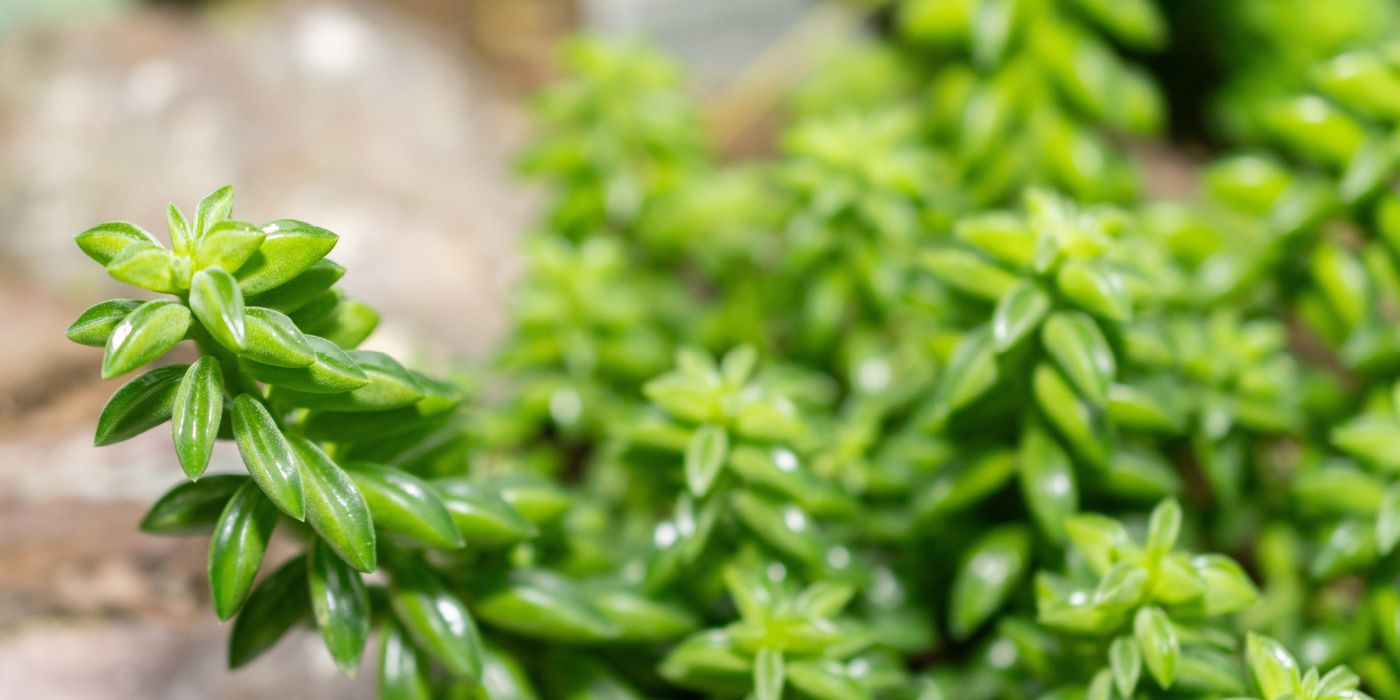 The Best Peperomia Plants to Grow in Your Home