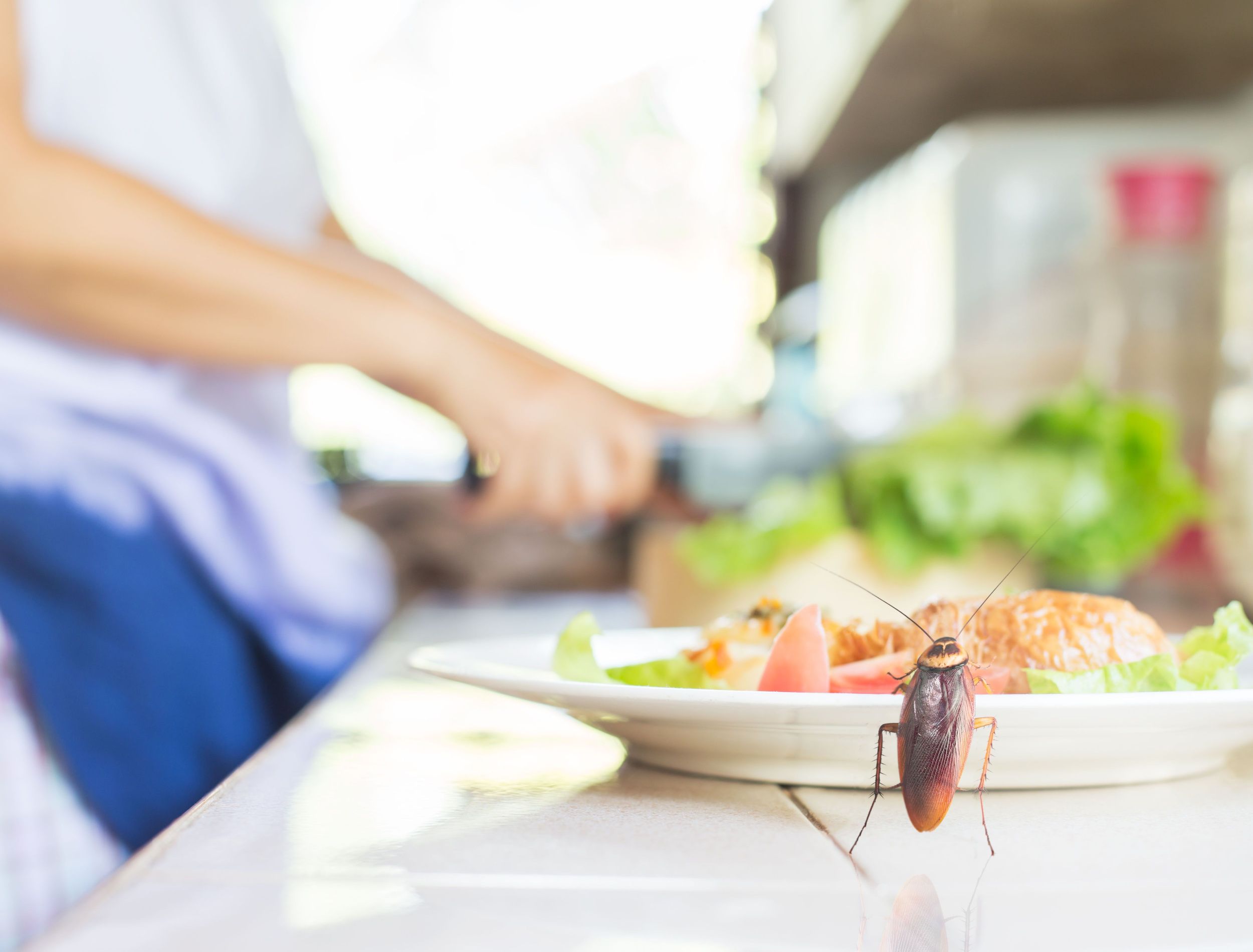 Find Out How to Get Rid of Cockroaches For Good