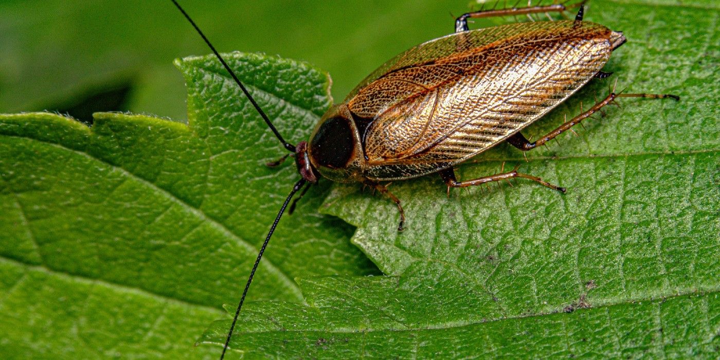 Find Out How to Get Rid of Cockroaches For Good