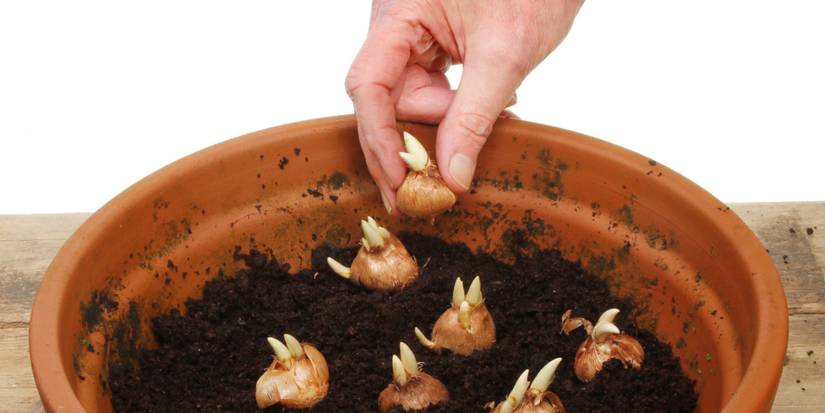 Top 6 Indoor Bulbs for Your Container Garden